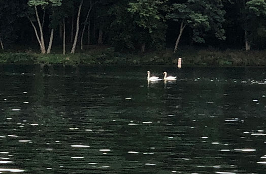 Lake | Mirror Lake MI