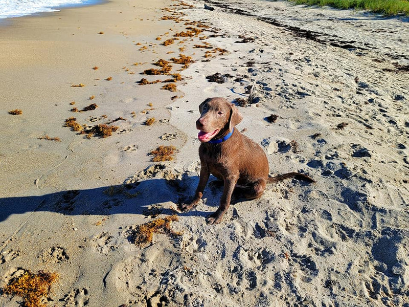 Home | Dogs Gone Mild Dog Training Service