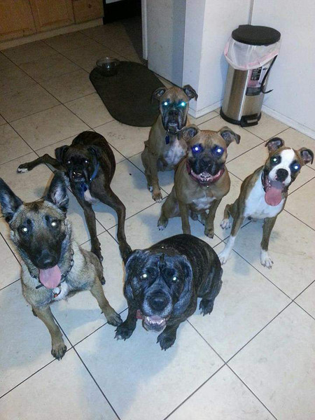 Home | Dogs Gone Mild Dog Training Service