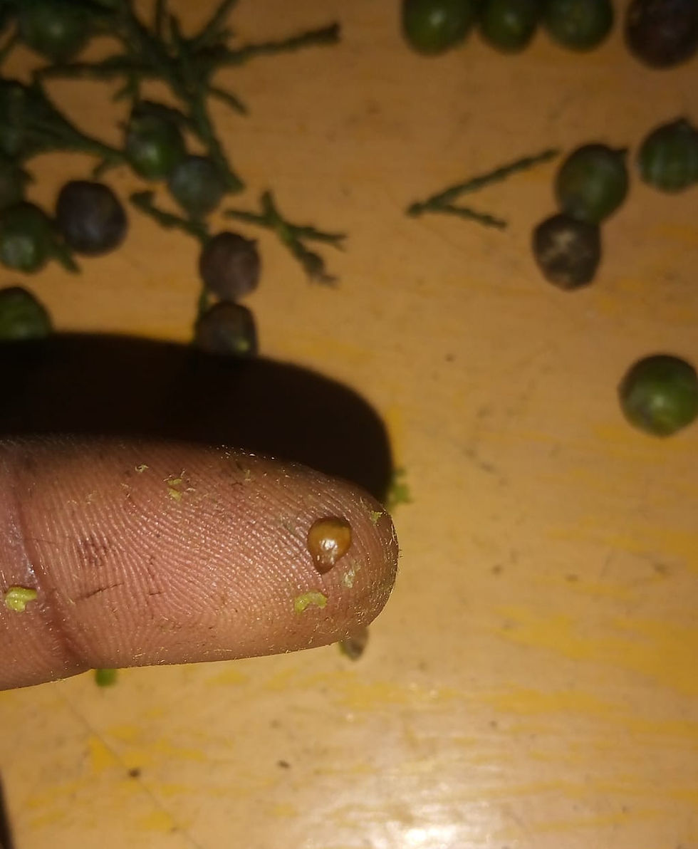 The Juniperus Procera Mutarakwa: A Unique African Pencil Cedar
