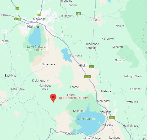 Juniperus procera (Mutarakwa): Characteristics, Benefits & Planting