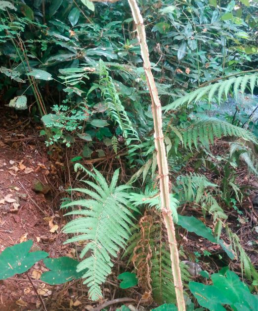 Top 4 Best Waterfalls in Nairobi (2025 Guide) - Hidden Nature Escapes