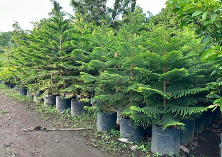 Araucaria Tree: A Unique Evergreen Conifer of Chile and Argentina