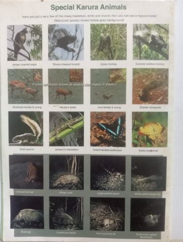 "Karura Forest Map 2025 – Updated Trails, Gates & Attractions (PDF ...