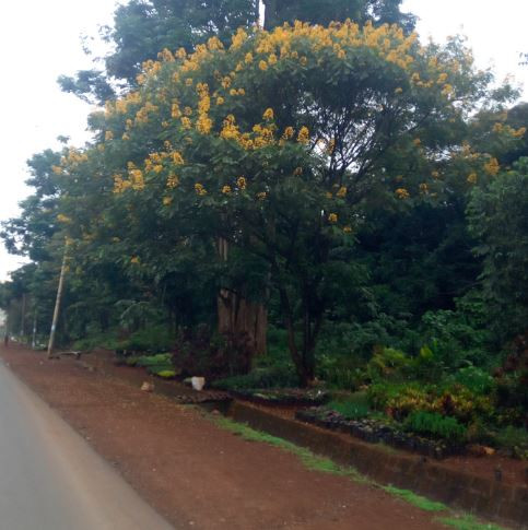 FAQ About Senna Spectabilis | BeyondForest's Guide to This Ornamental Tree