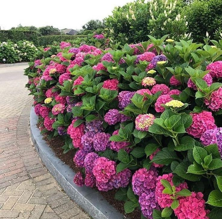 Exploring the Elegant Beauty of Hydrangea Flower