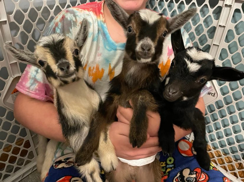 Embracing Goat Parenthood: A Comprehensive Guide to Buying and Raising ...