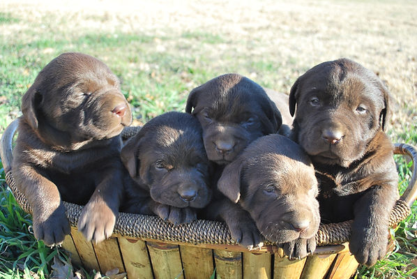 For Sale AKC Labrador Puppies | North Texas and DFW | 6D Labs