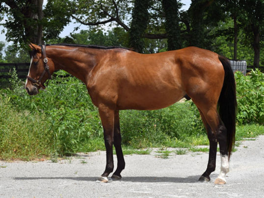 Patton 2020 Gelding 16'3hh