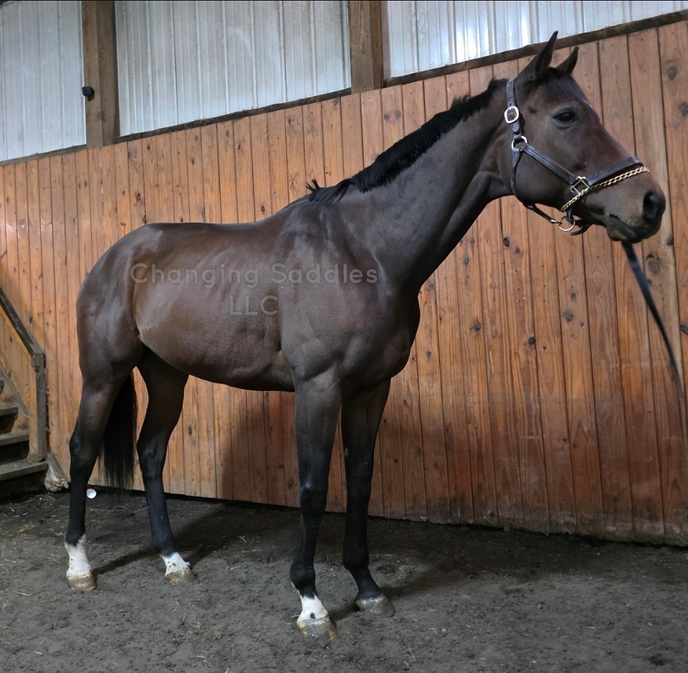 Edgar 2018 Gelding 16'2/16'3hh