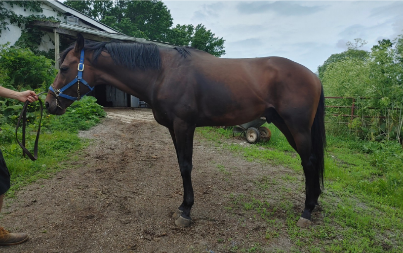 Warrior Spirit 5yo RIDGLING 16'2hh