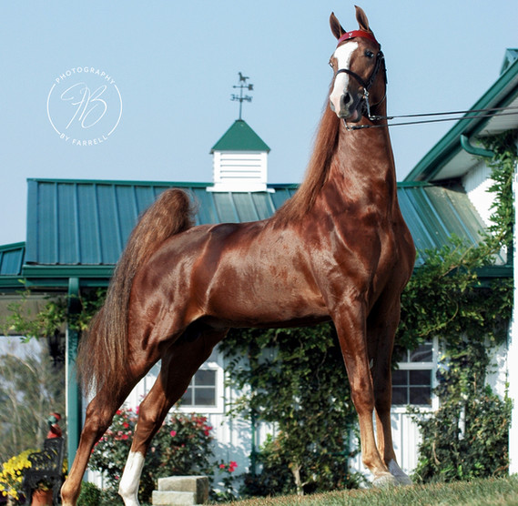 Simbara's Rio Bravo | Captive Horizon Saddlebreds