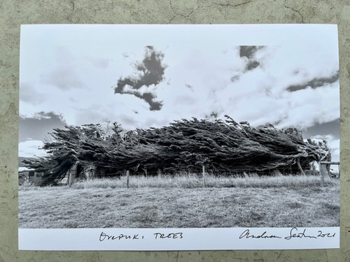 Orepuki Trees - Black & White Photograph | Andrea Sexton Artist