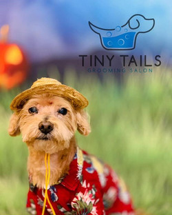 Home | Tiny Tails Grooming professional pet grooming in Sacramento