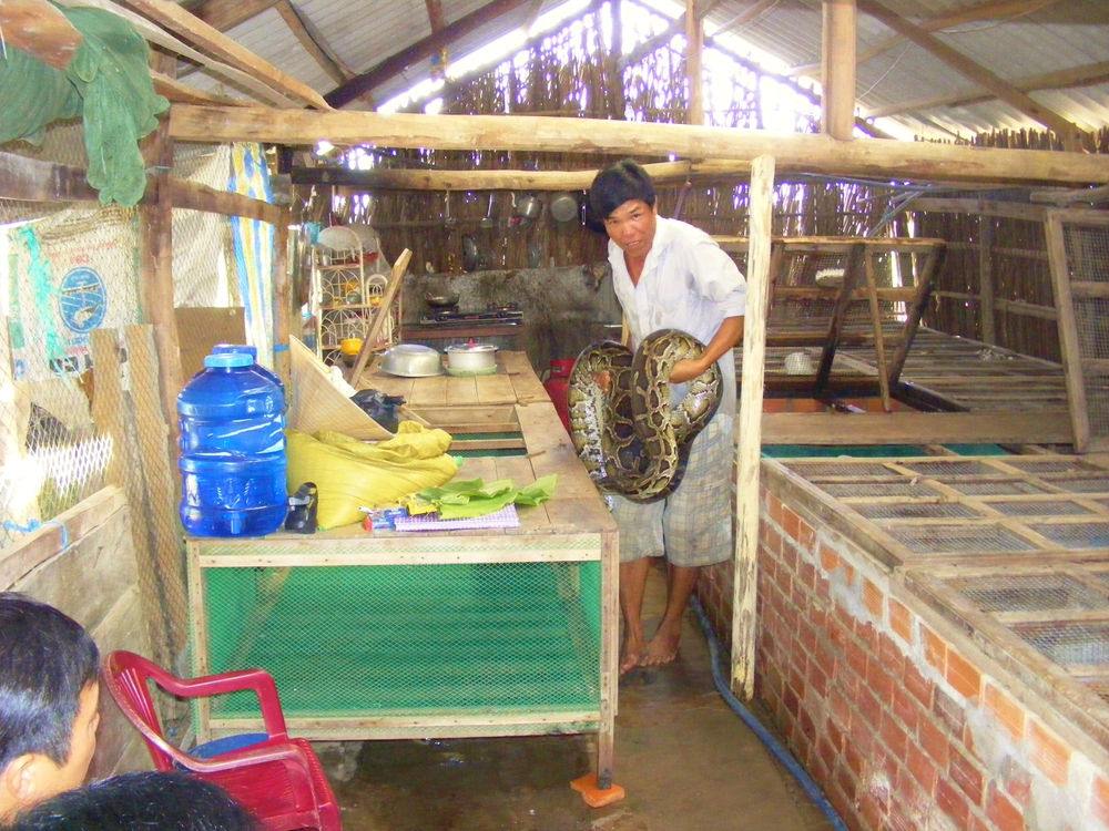 The story of reptile farming