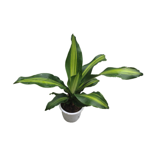 Dracaena ‘Massangeana’ ( Dara singh ) Small | www.farmstudio.co.in