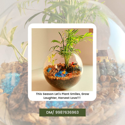 Bamboo Palm Terrariums | www.farmstudio.co.in