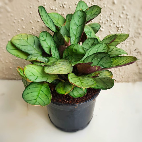 Calathea 'Burle Marx' Plant | www.farmstudio.co.in