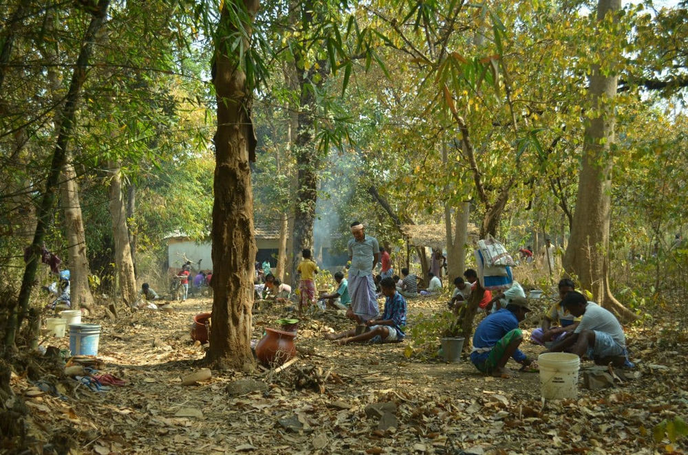 The Sacred Grove Of Jharkhand Adivasis Where Trees Are Protected At Any ...