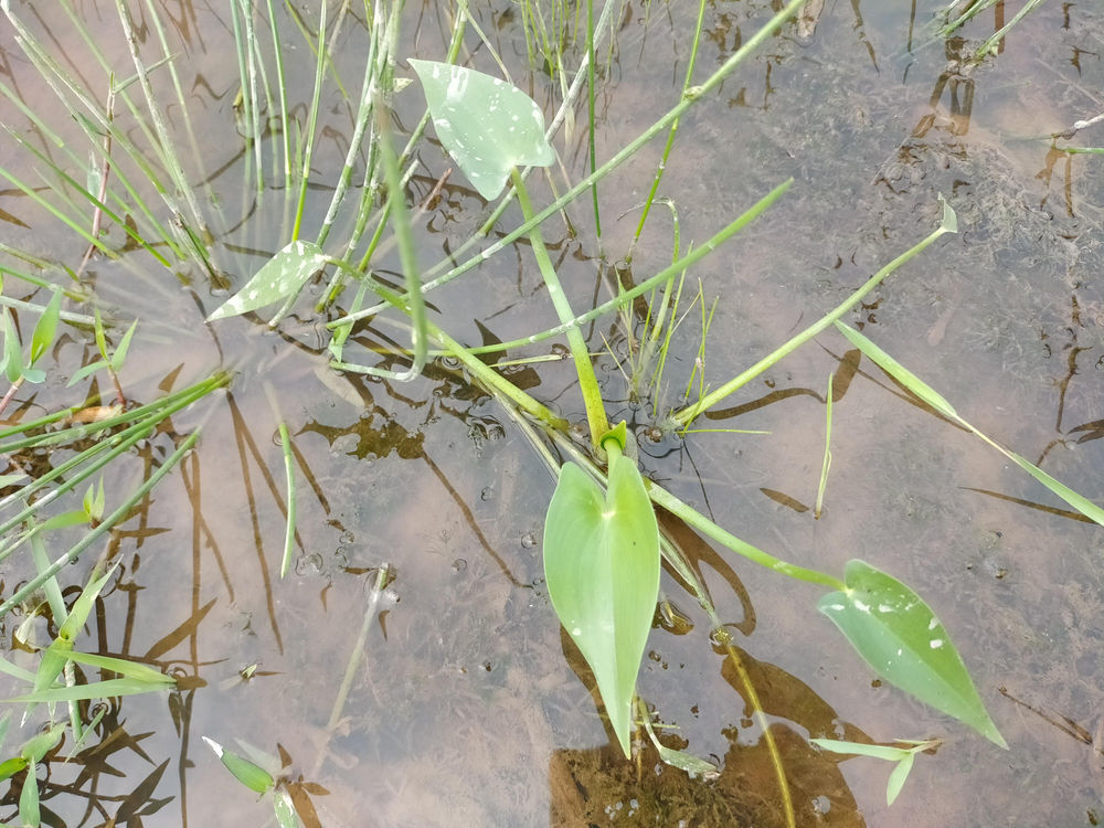 Healthy And Delicious, The Chichiri Water-Plant Of Tripura Is A Must ...
