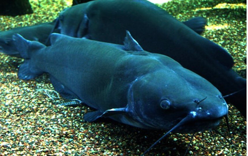 10 Blue Channel Catfish | Nature