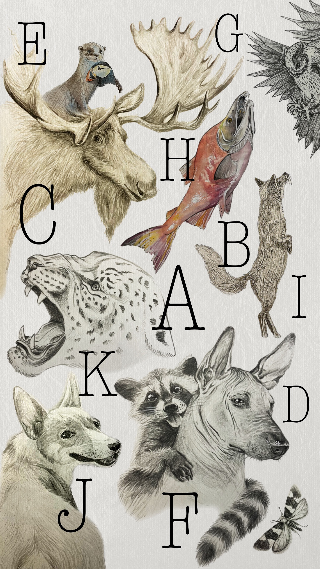 Tier Alphabet Illustrationen | Amélie Le Boëdec