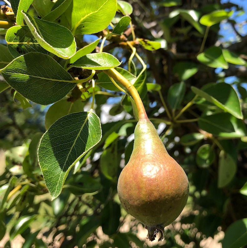 Pears are Getting Bigger