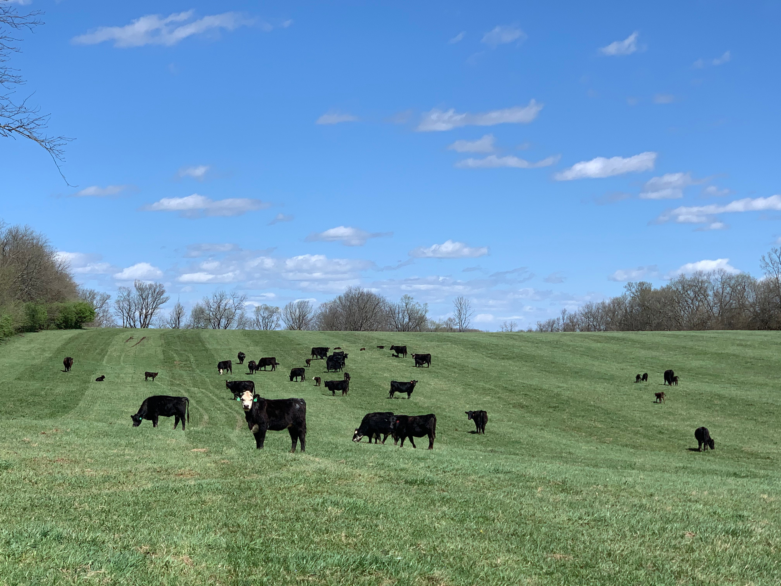 Kentucky Beef | Seven Stones Farm | Versailles, KY 40356
