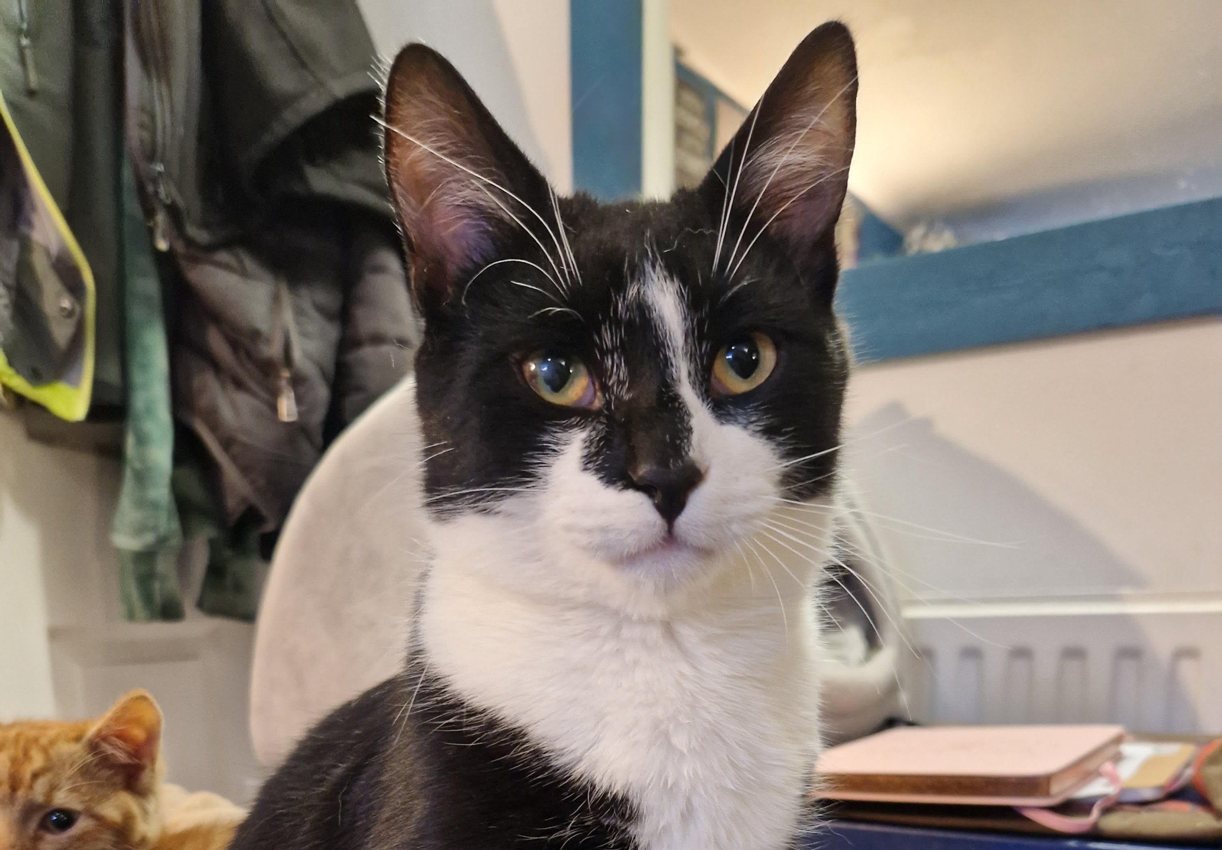 Max & Dudley | PawPurrs Halfway House