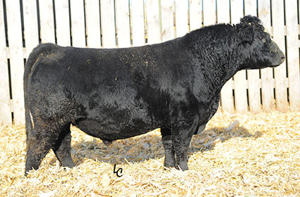 Damage Control | Vanhove Cattle