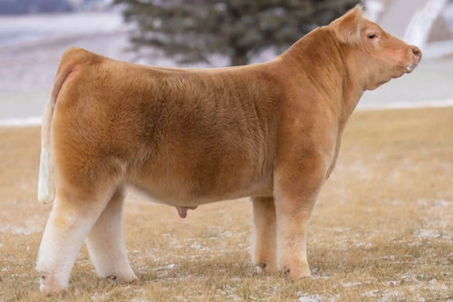 Heir To The Throne | Vanhove Cattle