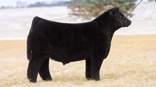 Call My Bluff | Vanhove Cattle