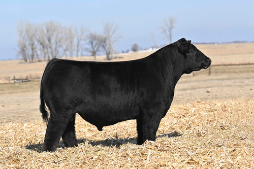 Good To Go | Vanhove Cattle