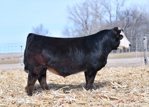 Amigo | Vanhove Cattle