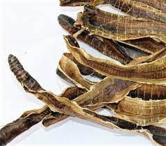 Earthworm (Di Long) | AcuHaus Acupuncture Medspa