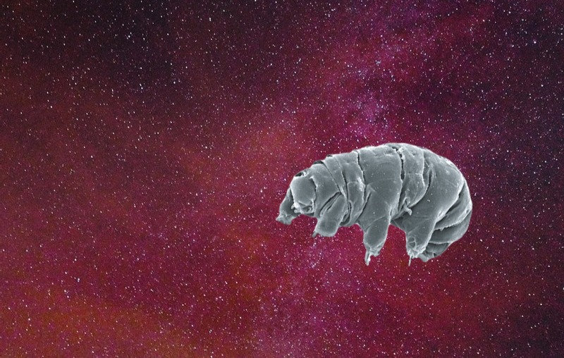 Tardigrades may be the most indestructible animals on earth