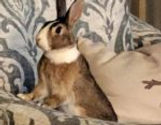 Rabbit Care | Safe Haven Rabbit Rescue, Inc | United States