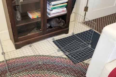 Top 5 Funniest Rabbit Behaviors