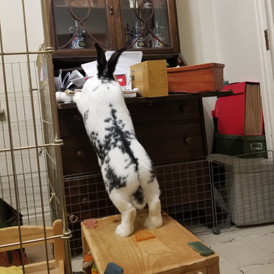 Top 5 Funniest Rabbit Behaviors