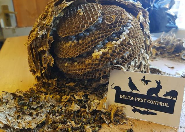 Delta Pest Control | Coventry | Insect Control