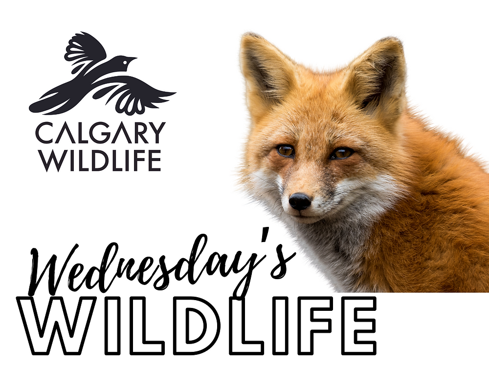 Wednesday's Wildlife: Calgary Foxes