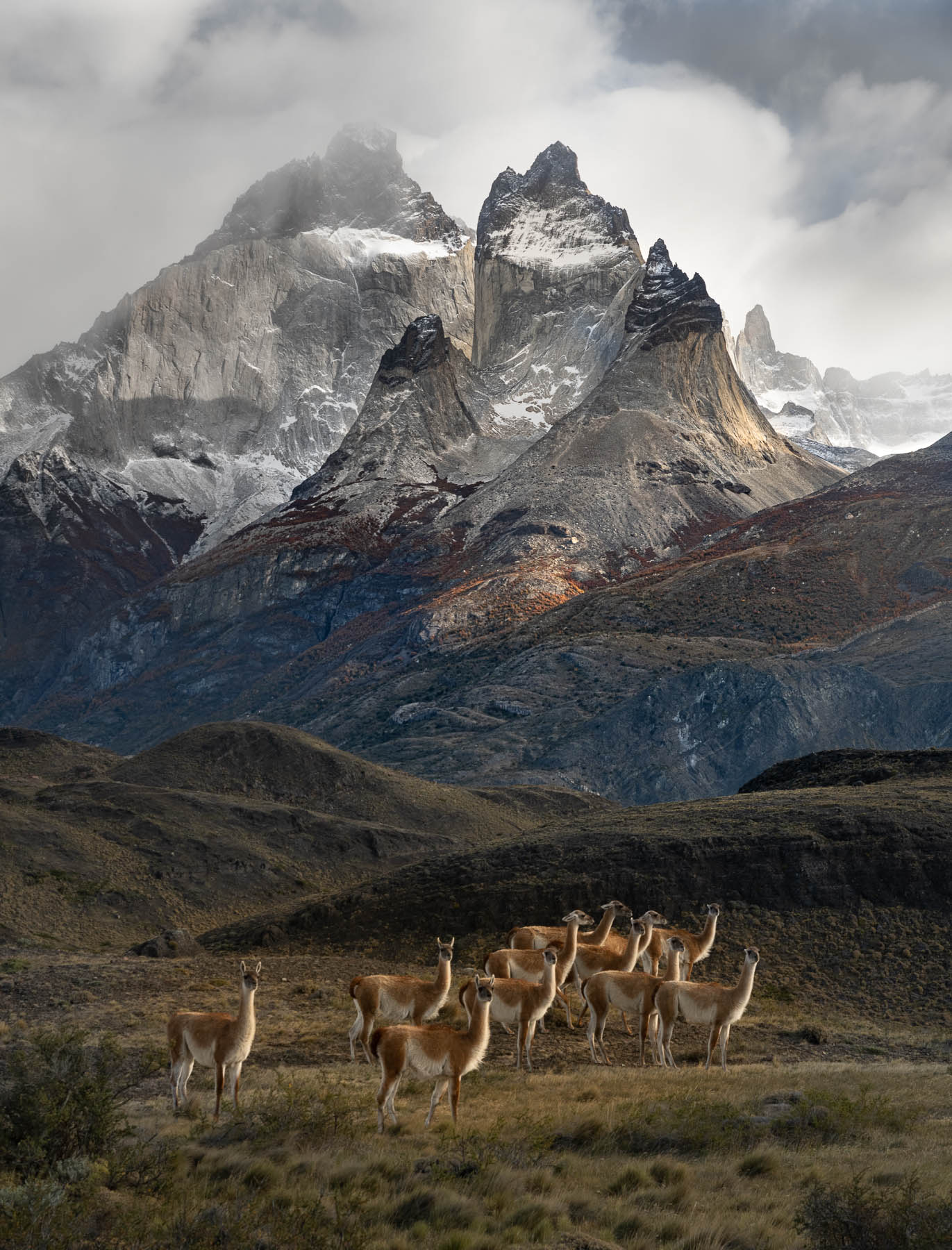 Photography Tutorial: Wildlife Photography in Patagonia