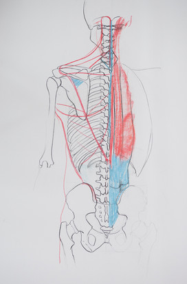Anatomy for the artists | Florence Classical Arts Academy