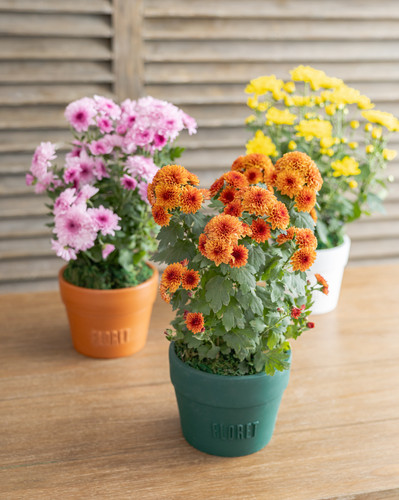 Potted Mums | Floret