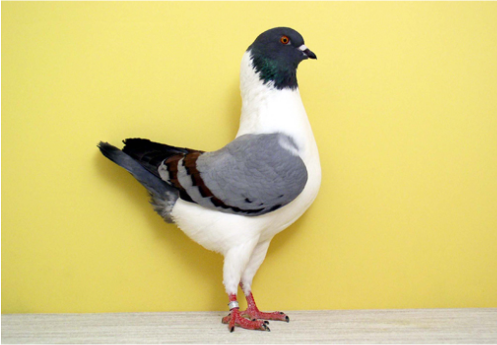 German Modena | PIGEON BREED GALLERY