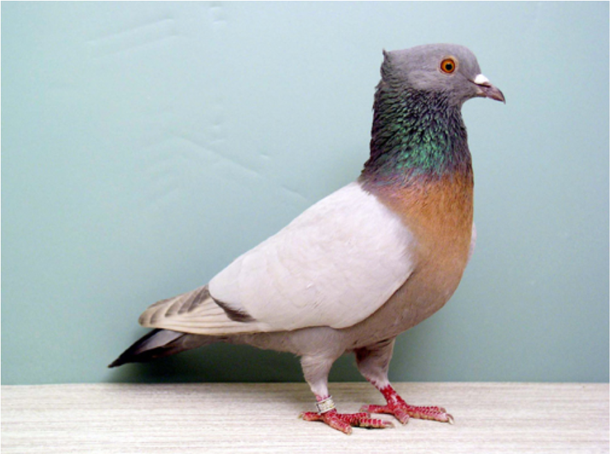 Berne Lark | PIGEON BREED GALLERY