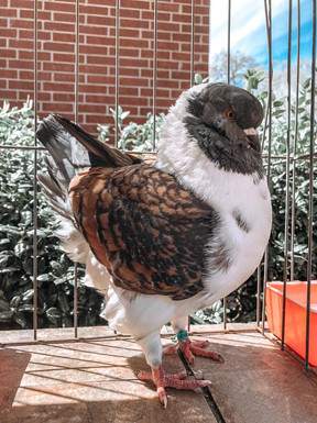 Event Gallery | The American Pigeon Museum | Oklahoma City, OK