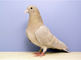 Cumulet White | PIGEON BREED GALLERY