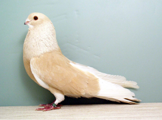 Cumulet White | PIGEON BREED GALLERY