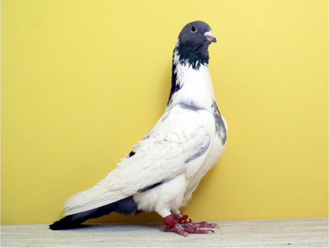 Dewlap Frillback | PIGEON BREED GALLERY